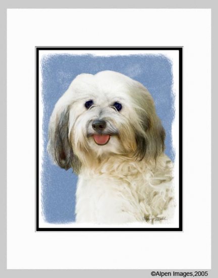 Havanese Dog Matted Art Print 11x14