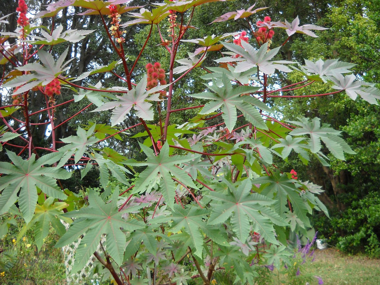 Castor bean 35 seeds Carmencita red leaves bright red flowers fast grow ...