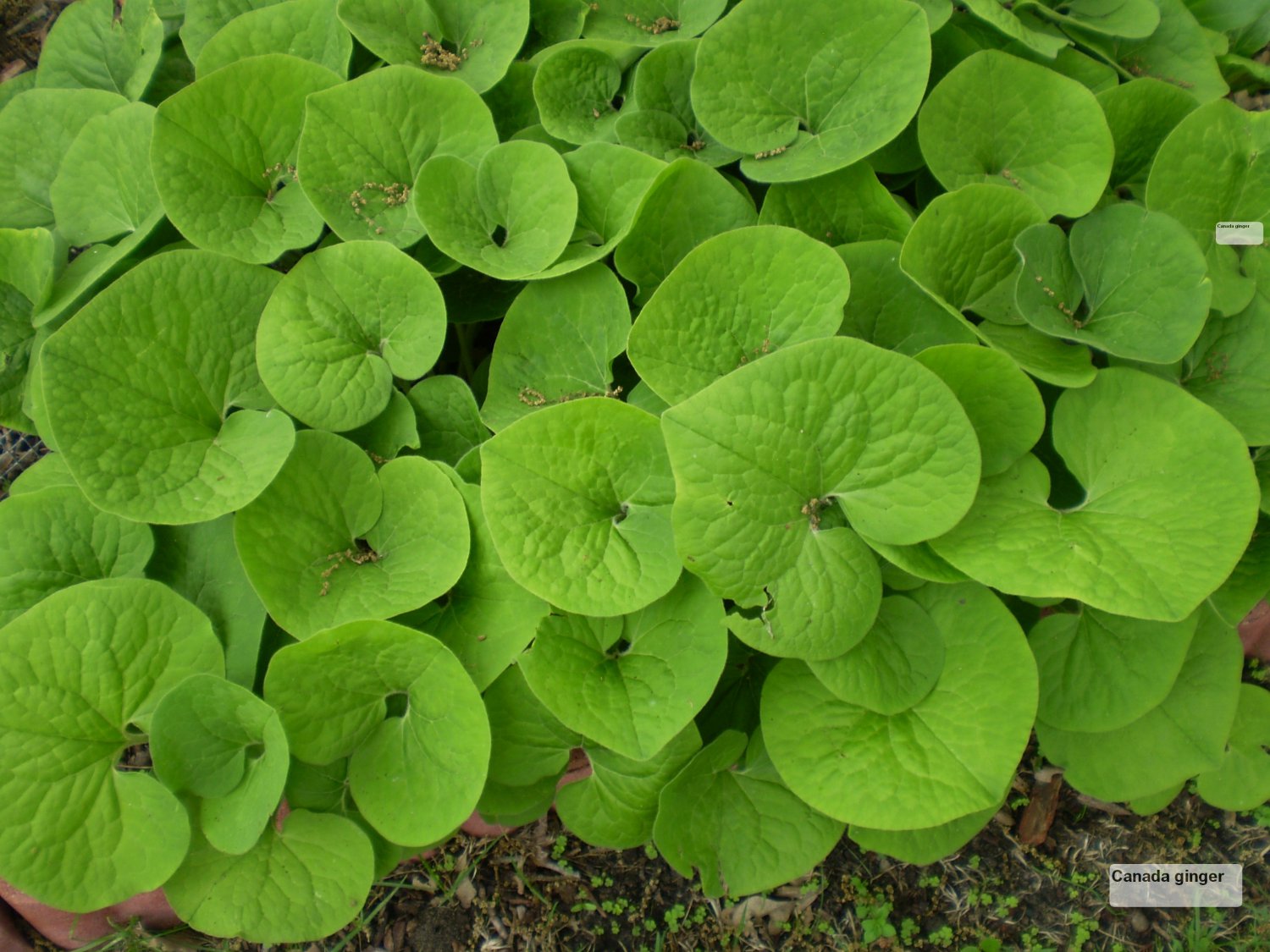 Asarum canadense, Canada ginger wild ginger 10 plants
