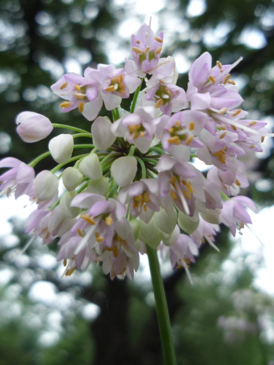 Nodding Pink Onion / Allium cernuum seeds