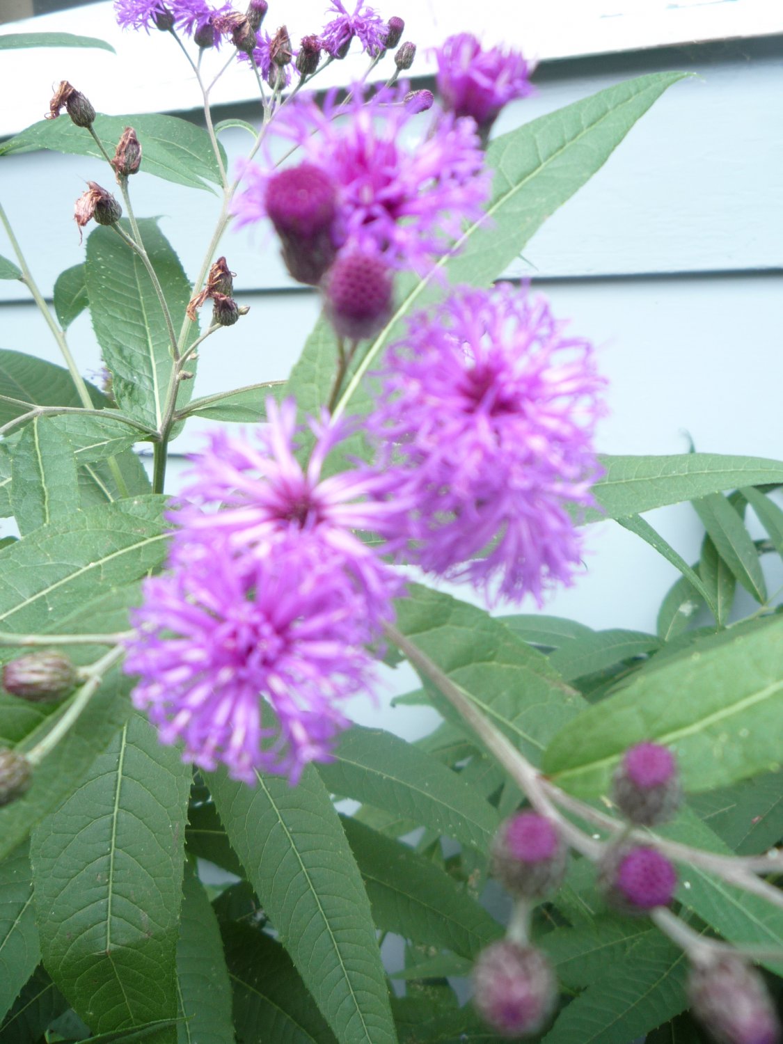 Ironweed Vernonia seeds