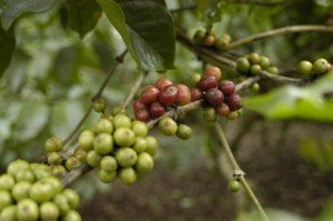 Benguet Philippine Fine Ground Arabica Coffee