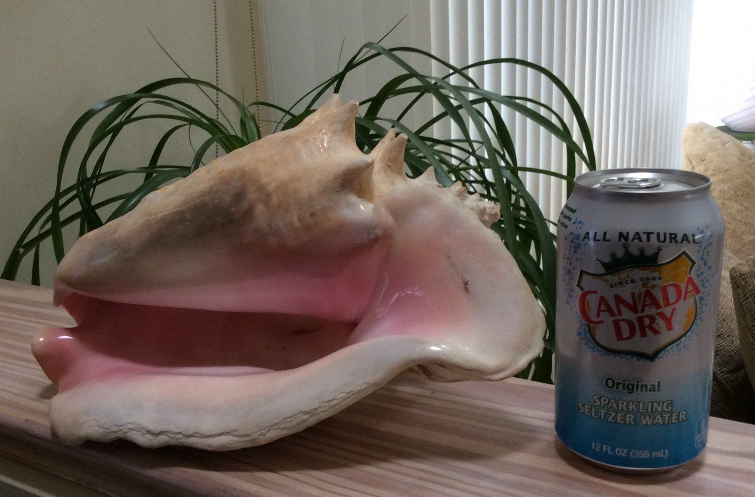 Vintage Large Queen Conch Shell - Brought back from Negril Beach ...