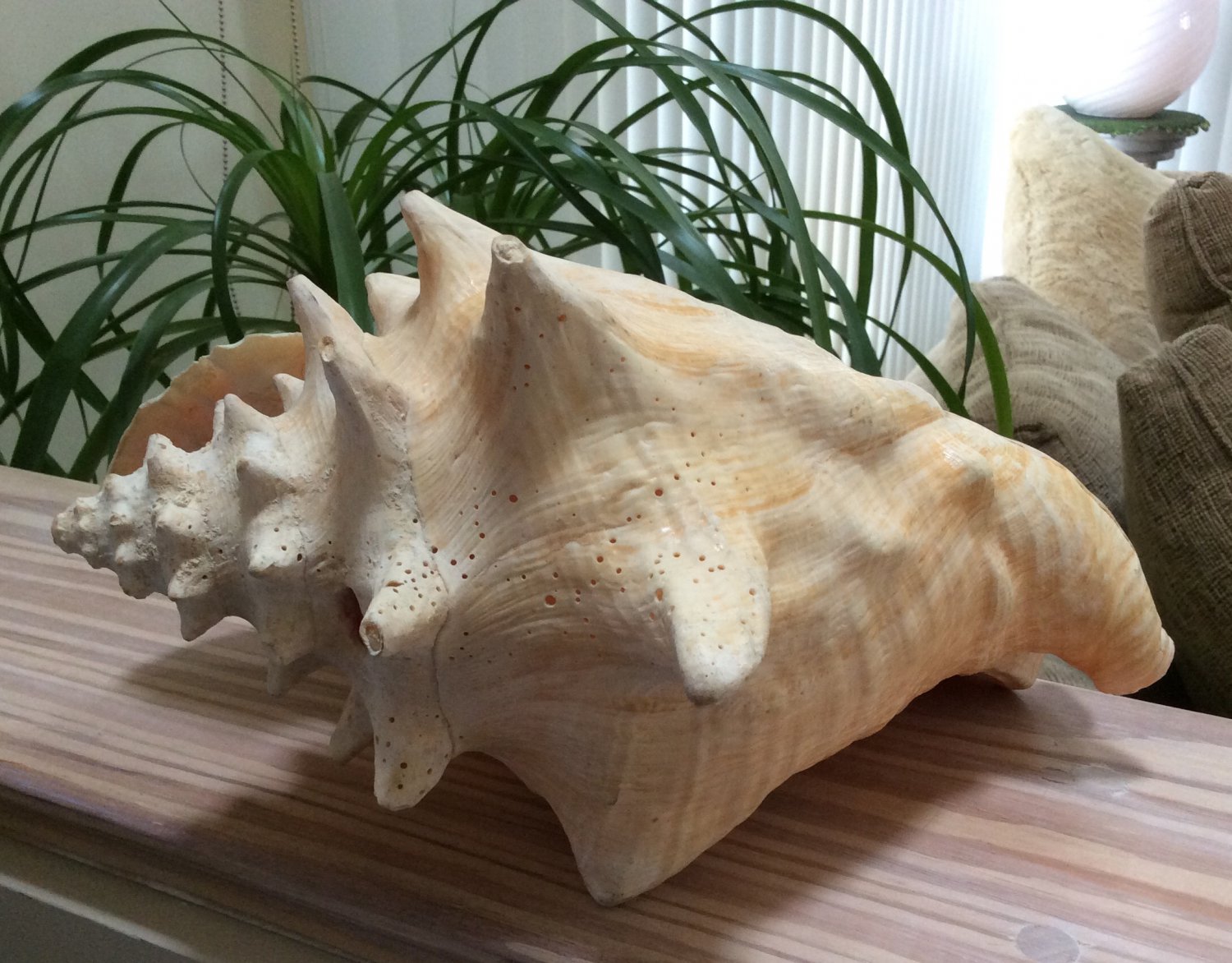 Vintage Large Queen Conch Shell - Brought back from Negril Beach ...