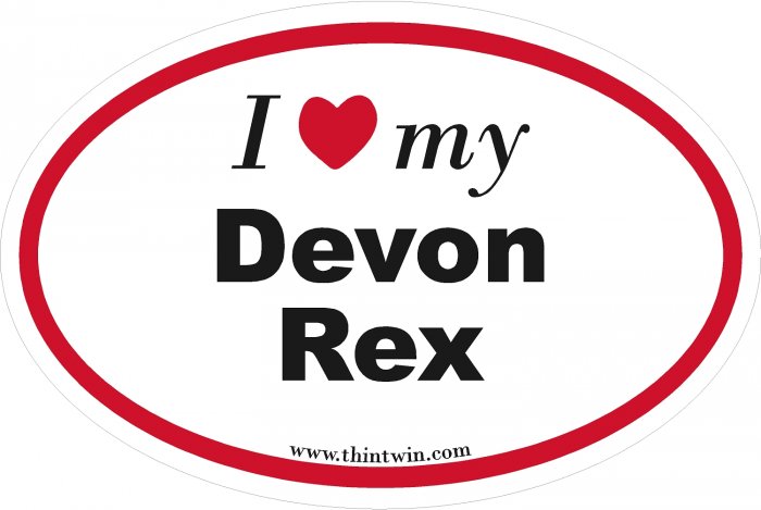 Devon Rex Oval Car Sticker