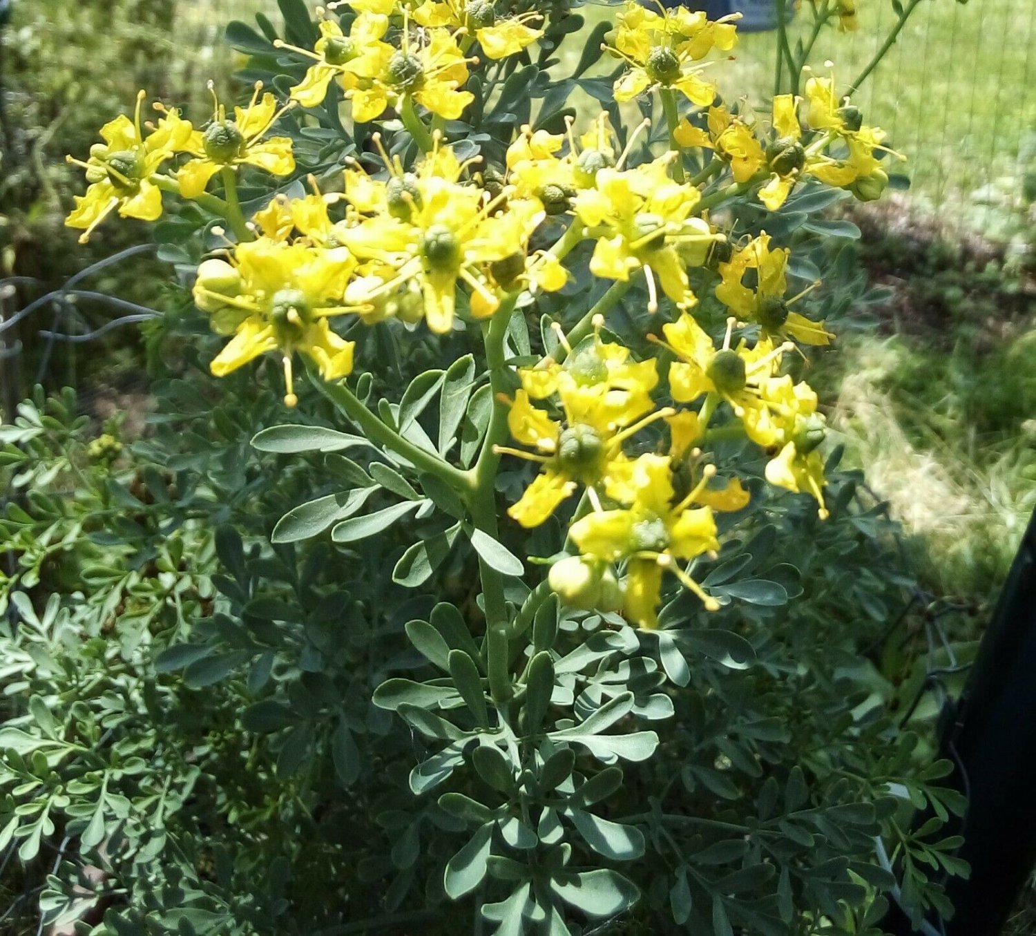 20 SEEDS RUE RUTA GRAVEOLENS FREE SHIPPING