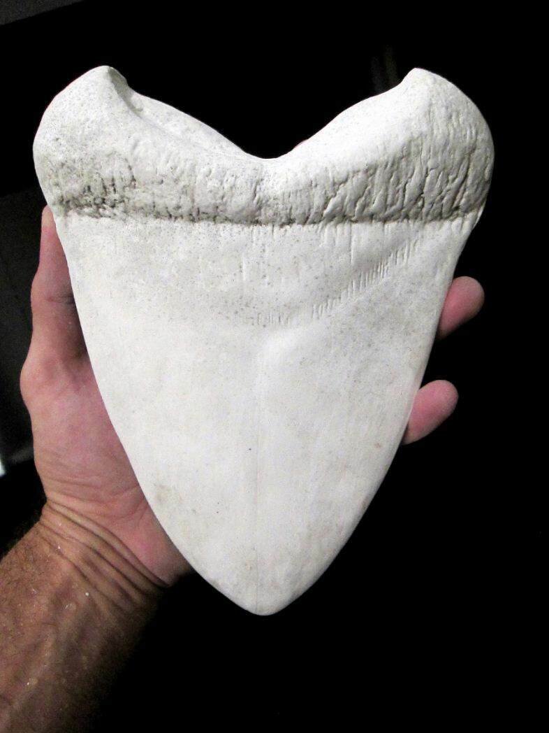New! The Meg Giant 9 inch Megalodon Dinosaur Shark Tooth Movie Prop Replica