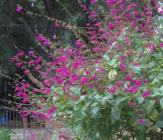 SALVIA CHIAPENSIS-Chiapas Sage
