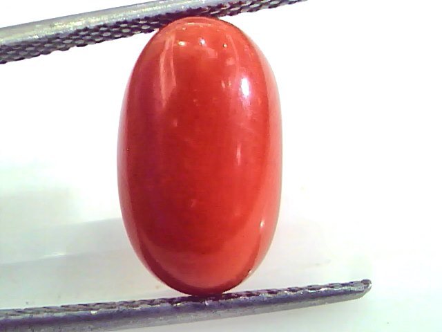 7.17 Ct Untreated Natural Premium Italian Red Coral AAAAA