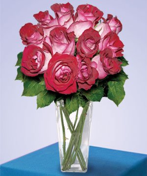 12 Fire and Ice Roses Fresh Flowers