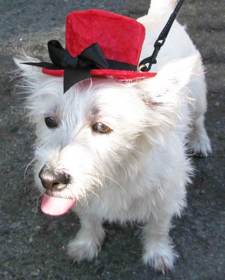 Top hats for dogs - Red with black bow Medium Dog