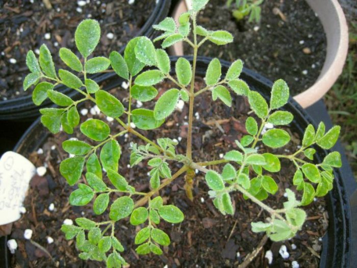2 Moringa Oleifera seedlings