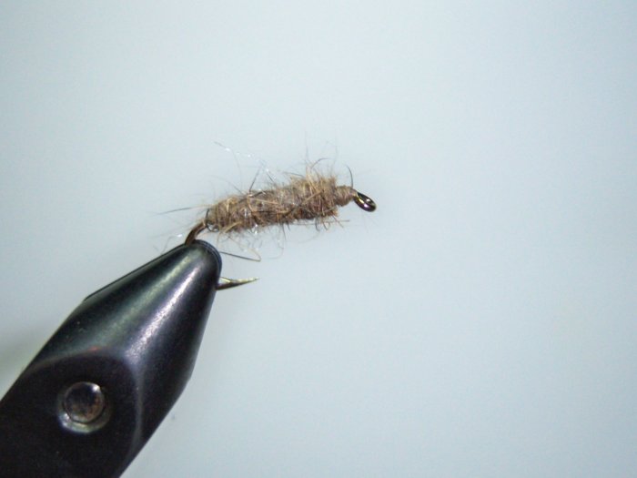 Walts worm fly. Nymph