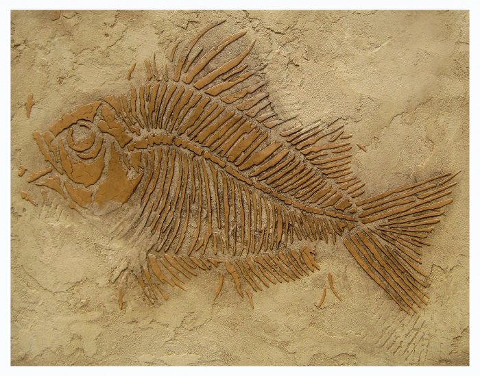 RAISED PLASTER STENCIL LARGE FOSSIL FISH STURDY 12MIL!