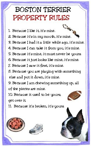 New BOSTON TERRIER FUNNY PROPERTY RULES MAGNET