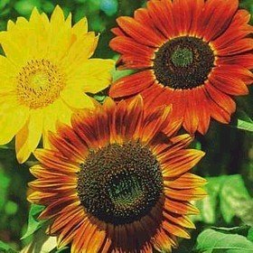 Sunflower Seeds-Mixed Colors-