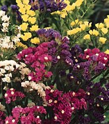 Statice Rainbow Mixed Colors-Seeds- **Dried Flower Arrangements**