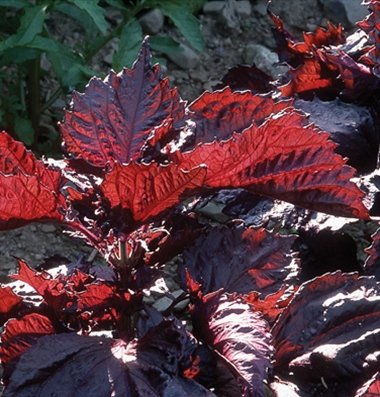 Red Shiso Organic Herb Seeds **Sushi**