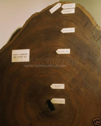 VIRGIN REDWOOD TREE RINGS PHOTO 864 YEARS VINTAGE HISTORIC WOOD OLD ...