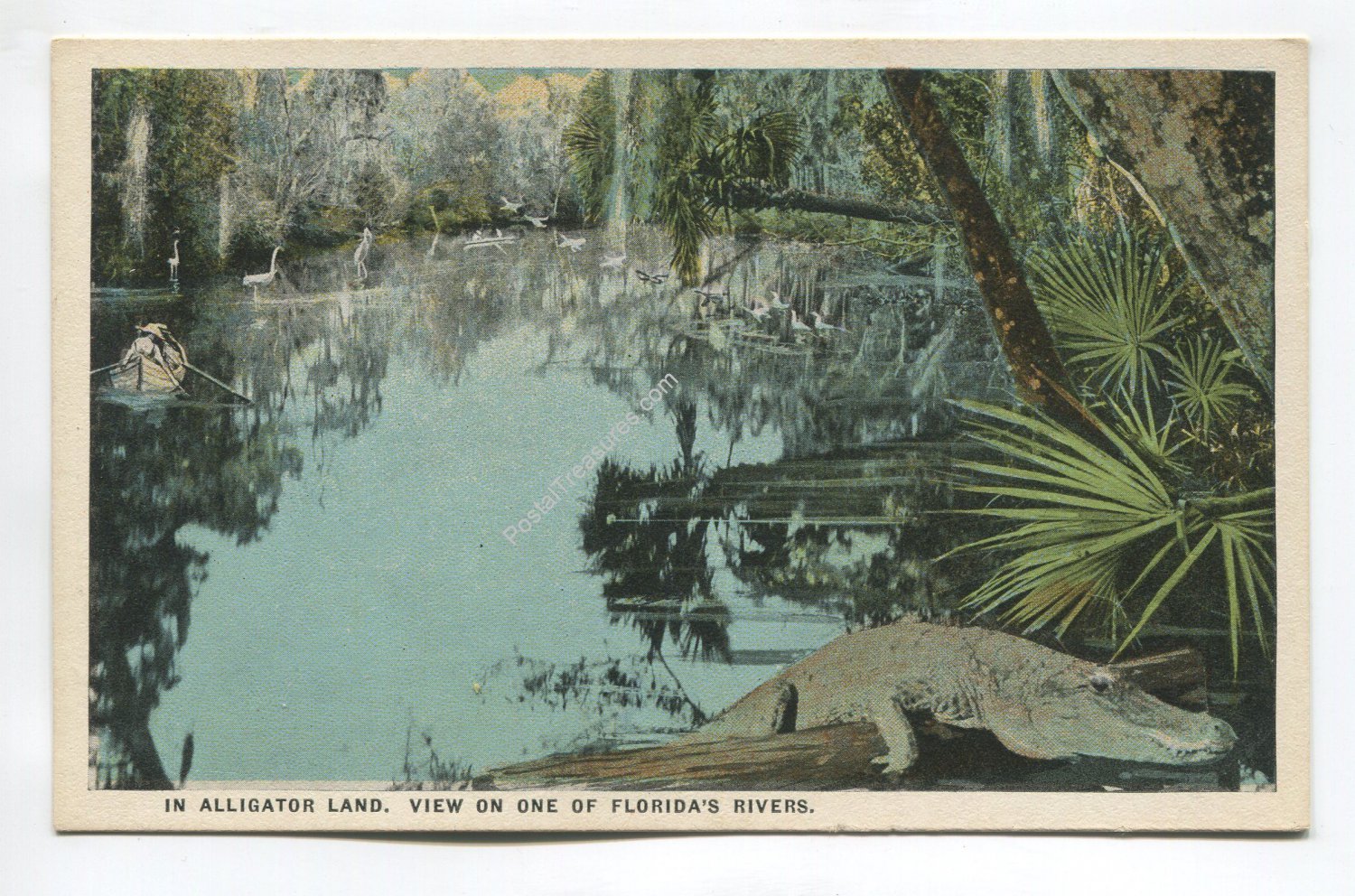 In Alligator Land View on one of Floridas Rivers Postcard