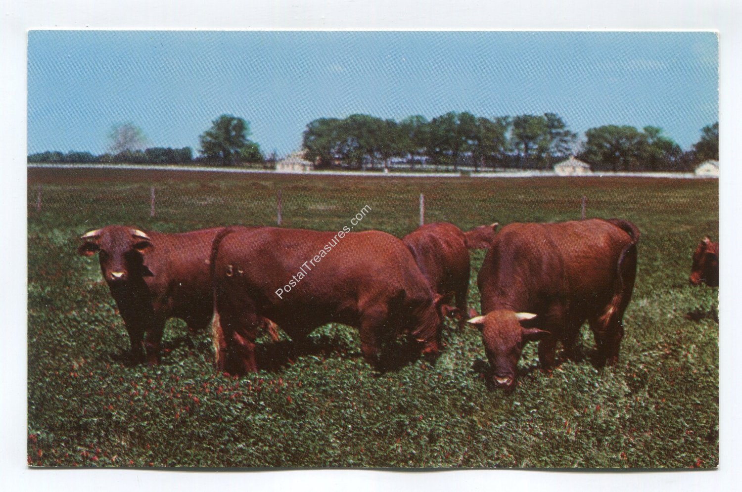 Purebred Santa Gertrudis Bulls first bred at King Ranch in South Texas ...