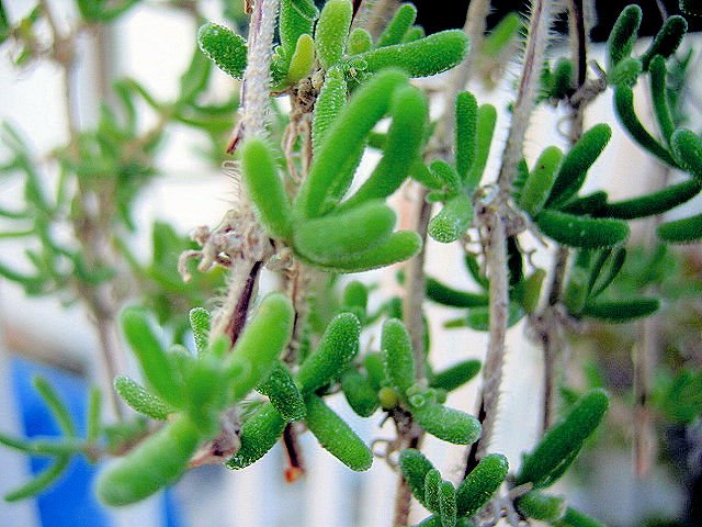 delosperma ground cover STICKY FINGER SUCCULENT CACTUS ice PLANT GARDEN ...