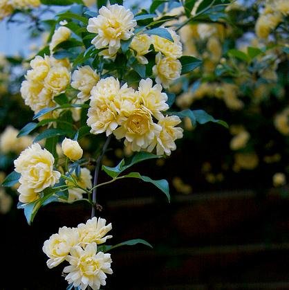 YELLOW ROSE THORNLESS CLIMBING flower CUTTING PLANT GARDEN HOME HOBBY ...