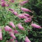 PINK FLOWER BUDDLEIA 'PINK DELIGHT' - BUTTERFLY BUSH PLANT GARDEN HOME ...