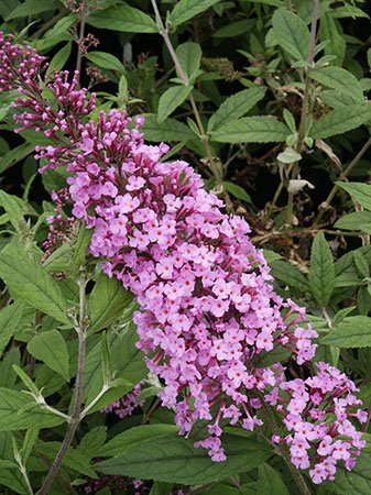 PINK FLOWER BUDDLEIA 'PINK DELIGHT' - BUTTERFLY BUSH PLANT GARDEN HOME ...