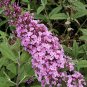 PINK FLOWER BUDDLEIA 'PINK DELIGHT' - BUTTERFLY BUSH PLANT GARDEN HOME ...