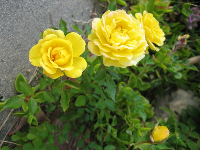 yellow MINI MINIATURE flower ROSES ROSE CUTTING CLUSTER GARDEN HOME ...