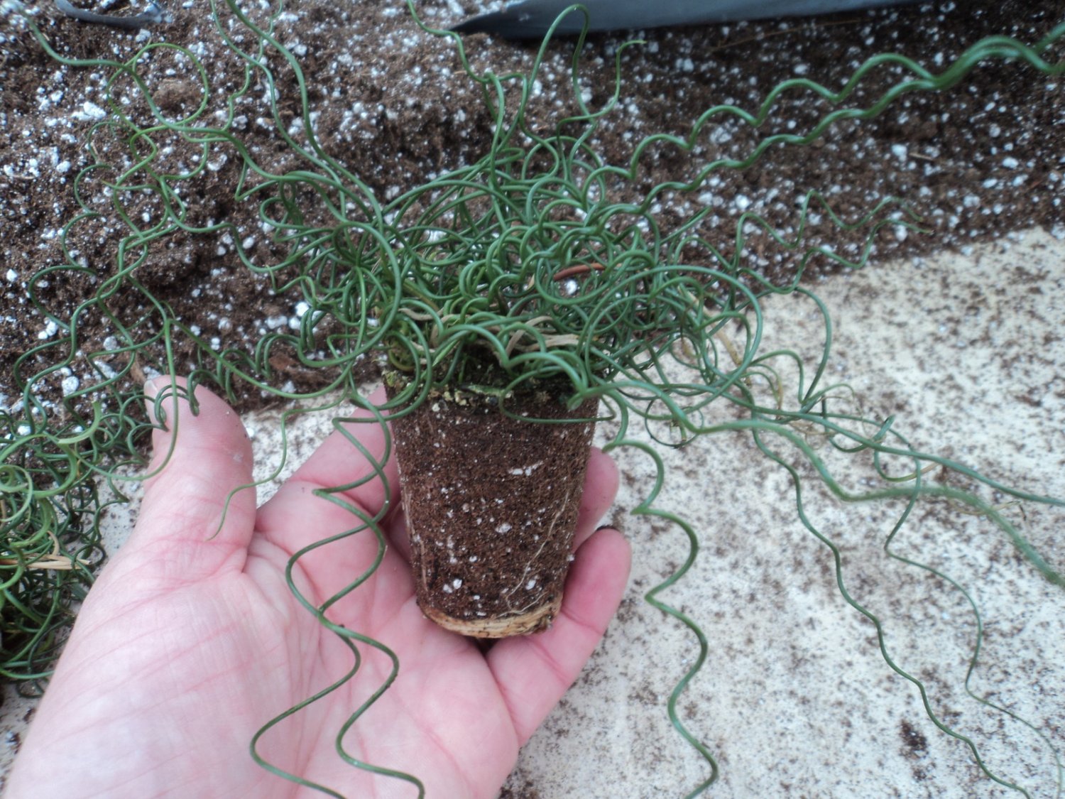 Juncus effusus Spiralis Corkscrew Rush Medusa succulent