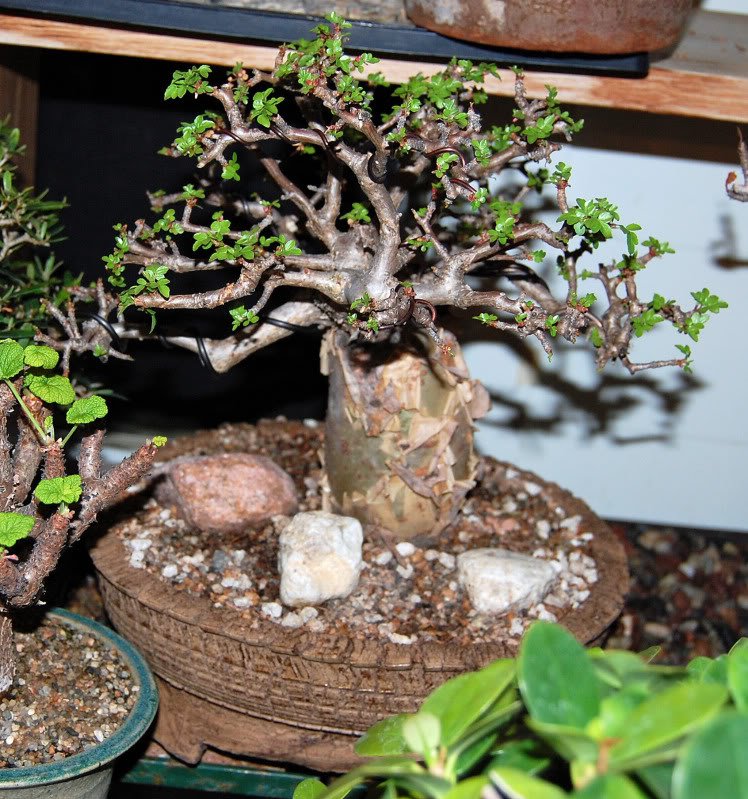 Bursera fagaroides frankincense Bonsai Baja Elephant Tree succulent ...