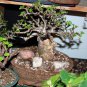 Bursera fagaroides frankincense Bonsai Baja Elephant Tree succulent ...