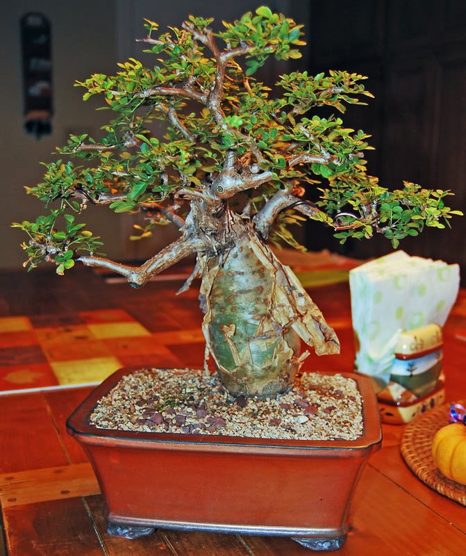 Bursera fagaroides frankincense Bonsai Baja Elephant Tree succulent ...