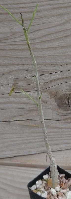 Bursera fagaroides frankincense Bonsai Baja Elephant Tree succulent ...
