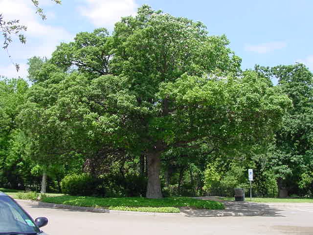 Chinkapin Oak Acorns 5 Count