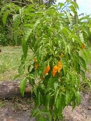 Organic Datil Yellow Pepper Seeds 25 Count