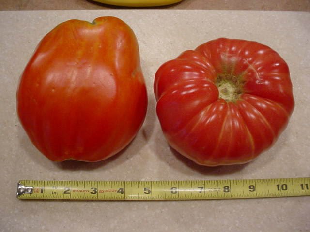 Organic Polish Giant Tomato Seeds 10 Count
