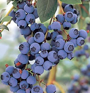Bluejay Blueberry Bush, 16"-30" Bare-root plants.