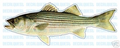 STRIPED BASS -Fish Decal- sticker truck fishing boat