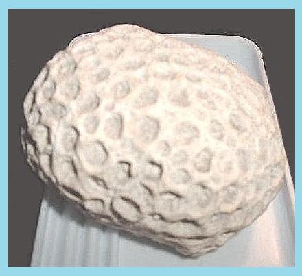 Honeycomb Brain Coral Caribbean Sea Shell Fossil