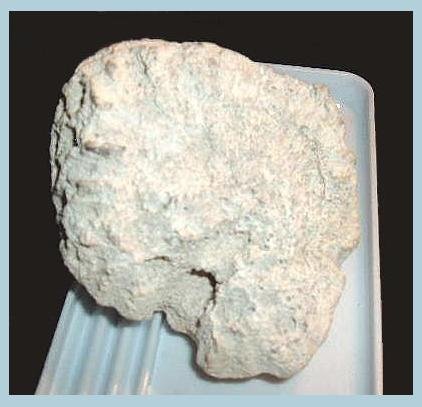 Honeycomb Brain Coral Caribbean Sea Shell Fossil