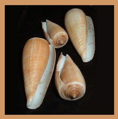 Lot of 4 Conus Radiatus 48mm the Venomous Cone Shell Seashells