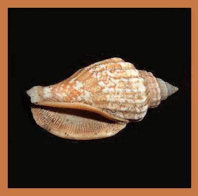 Strombus Labiatus - Canarium Labiatum 39mm Orange Striped Seashell