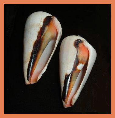 Pair of 2 Strombus Conomurex Luhuanus 51mm Strawberry Blood Mouth Conch ...