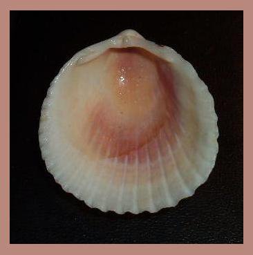 Cardiidae Vasticardium Flavum Subrugosum 50mm Rose Cockle Seashell