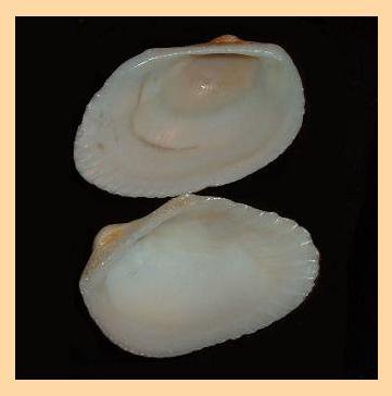 Lot of 2 Arcidae Anadara Antiquata White ARK Clam Seashells