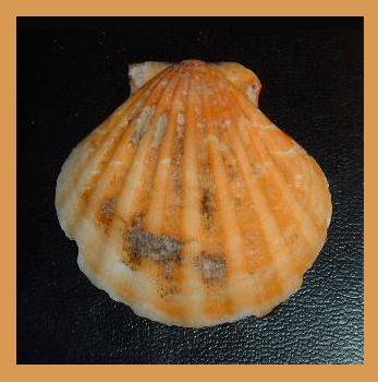Pectinidae Bractechlamys Vexillum ORANGE 50mm Scallop Seashell