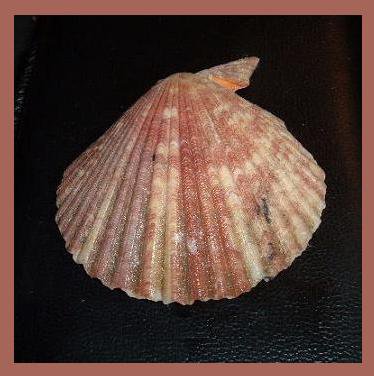 Pectinidae Cryptopecten Nux CREAM 53mm Scallop Seashell